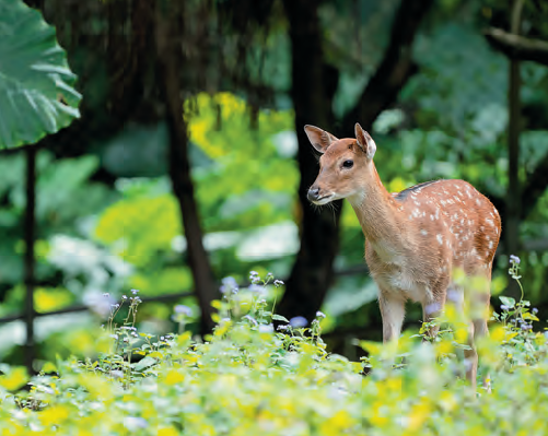 NATURAL TAIWAN - Taiwan.gov.tw - Government Portal of the Republic of ...