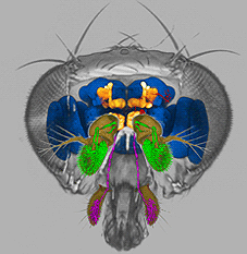 Fruit fly brain research offers hope to humans - Taiwan Today