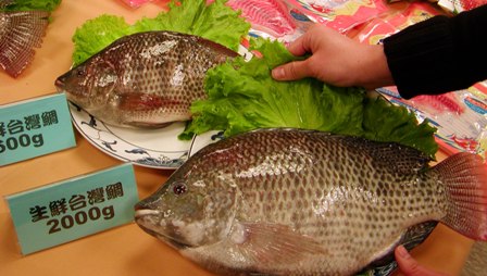 South Korea TV makes Taiwan tilapia correction - Taiwan Today
