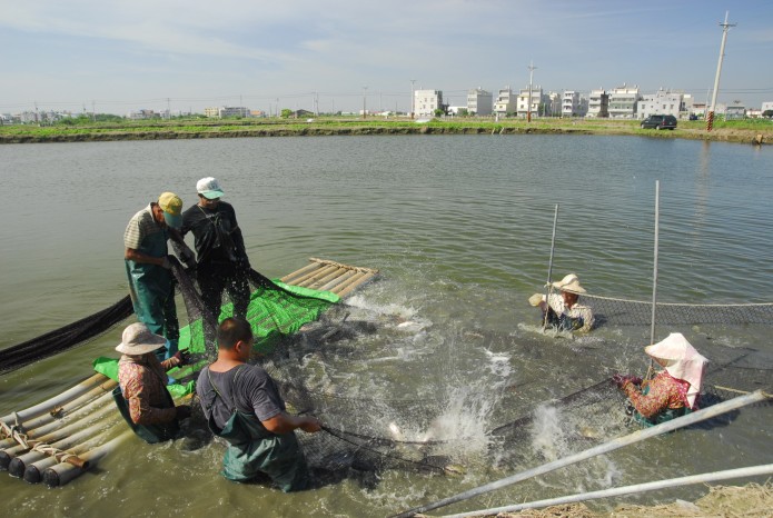 Taiwan tilapia earns global quality accreditation - Taiwan Today