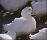 Designing more efficient ducks - Taiwan Today