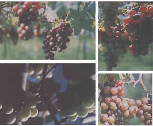 Fruit for wine and table - Taiwan Today