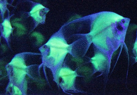 Researchers successfully breed larger fluorescent fish - Taiwan Today