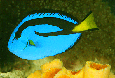 Taiwan researcher makes breakthrough in breeding blue surgeonfish ...