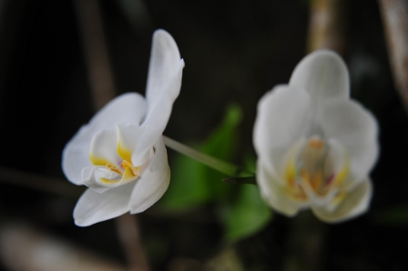 Orchid Island sees rebirth of native flower species - Taiwan Today