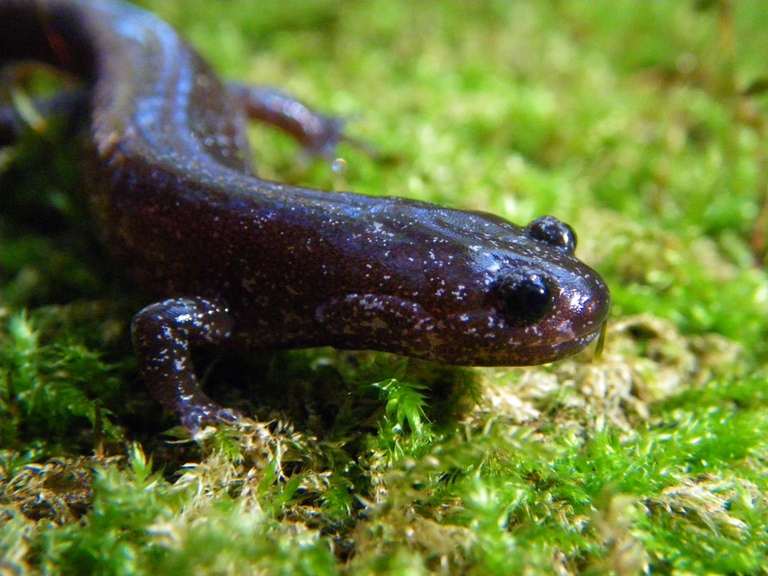 Shei-pa to host salamander protection center - Taiwan Today