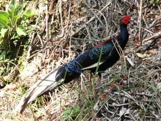 Foreign bird lovers laud Taiwan’s rich resources - Taiwan Today