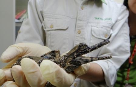 Baby Gharial Hatching