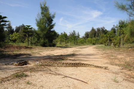 Burmese pythons proven endemic to Kinmen - Taiwan Today