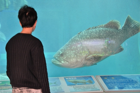 Giant grouper highlights Taiwan fish breeding - Taiwan Today