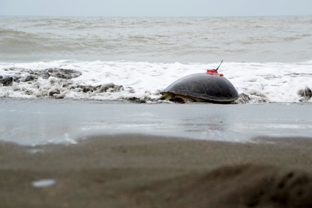 NTOU returns giant green turtle to sea - Taiwan Today