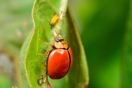 New insect species documented in Kinmen - Taiwan Today