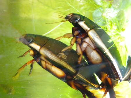 Taiwan team unlocks mating secret of diving beetles - Taiwan Today