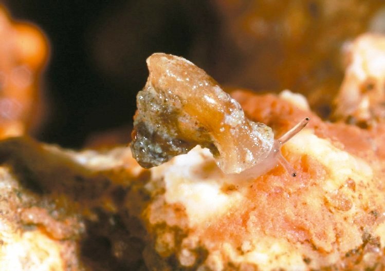 Snail discovery highlights Taiwan’s biodiversity - Taiwan Today