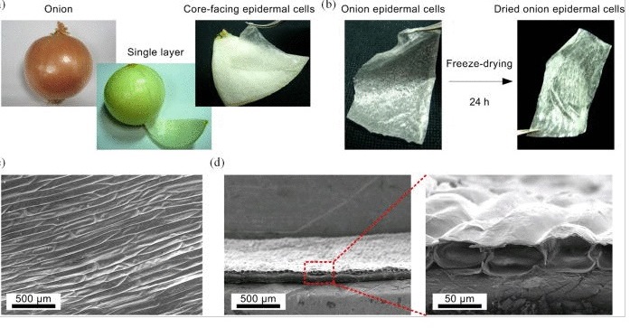 Taiwan team makes muscle from onion skin - Taiwan Today