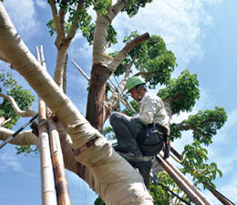 No Tree Left Behind - Taiwan Today