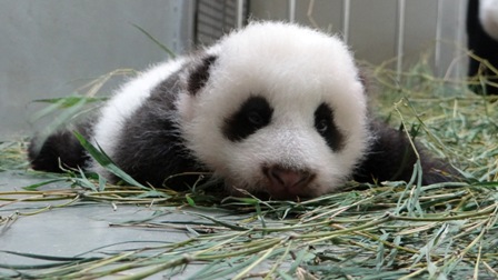 The culture of cute in Taiwan - Taiwan Today