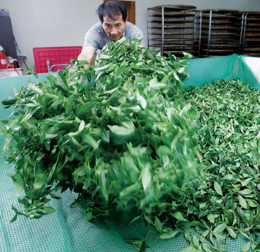 Essential Brew - Taiwan Today