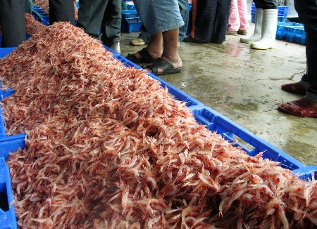 Sakura shrimp season begins - Taiwan Today