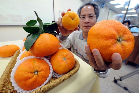 Supersized tangerines - Taiwan Today