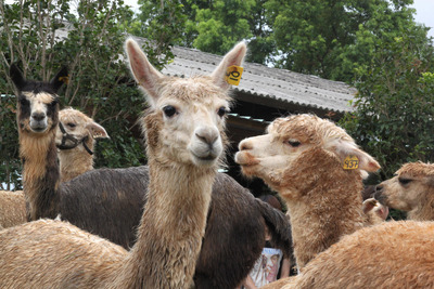 Taiwan alpacas - Taiwan Today