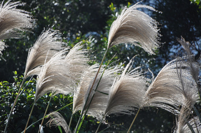 Winter silver grass - Taiwan Today