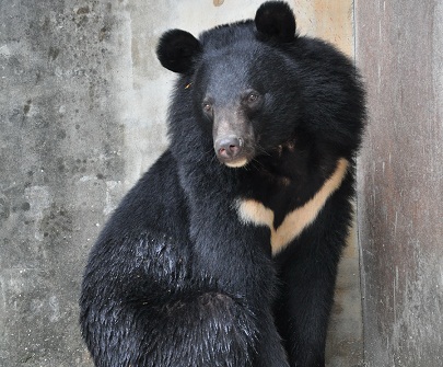 Formosan fauna - Taiwan Today
