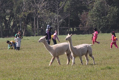 Alpaca migration - Taiwan Today