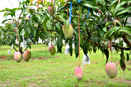 Low-hanging fruit - Taiwan Today