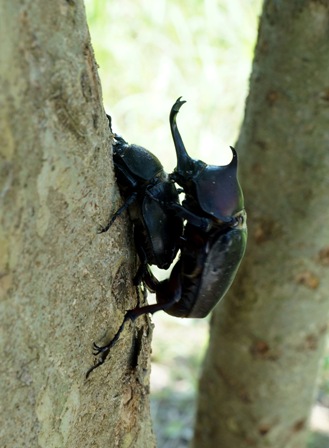Busy beetles - Taiwan Today
