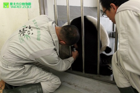 Panda milking - Taiwan Today