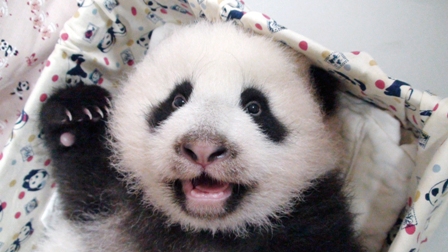 Panda claws - Taiwan Today