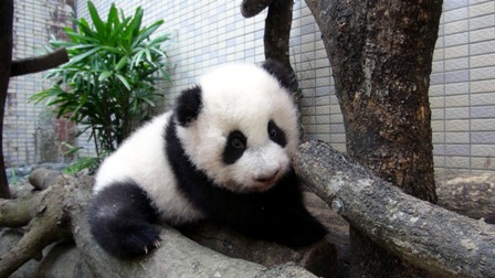 Panda claws - Taiwan Today