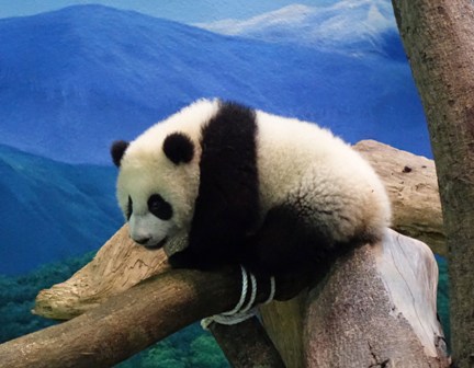 Playful panda - Taiwan Today