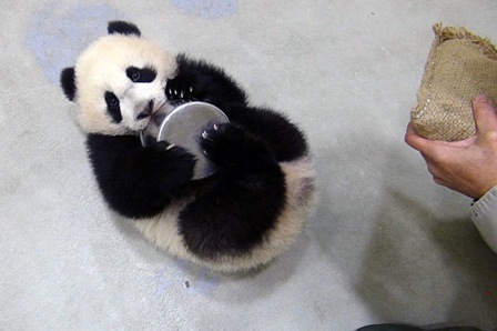 Playful panda - Taiwan Today