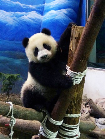 Powerful panda - Taiwan Today