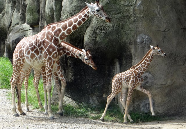 Public debut - Taiwan Today