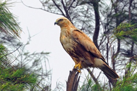 Rare bird - Taiwan Today
