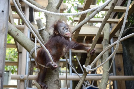 Little ape - Taiwan Today