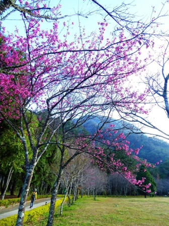 Stunning blossoms - Taiwan Today