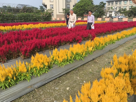 Colorful flowers - Taiwan Today