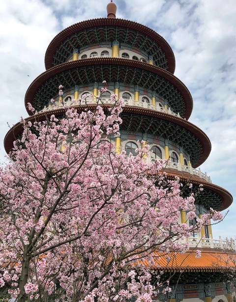 Temporada de cerezos en flor en Taiwan - Noticias de Taiwán