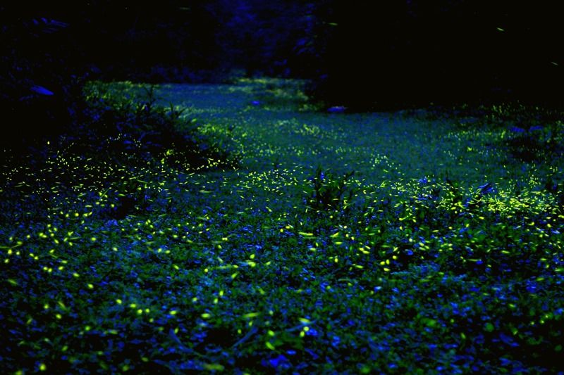 Firefly fiesta - Taiwan Today