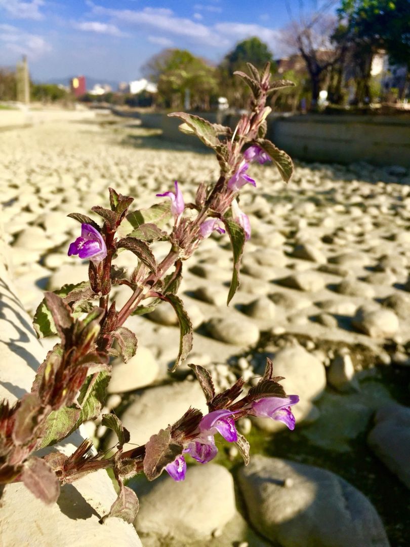 Rare exhibit - Taiwan Today