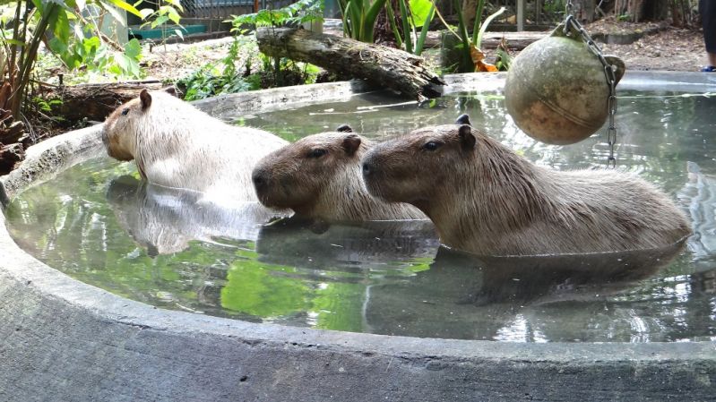 Relaxed rodents - Taiwan Today
