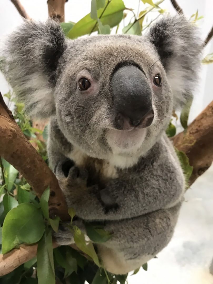 Koala kid - Taiwan Today