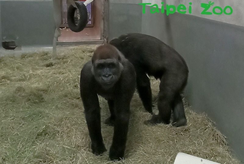 Prime apes - Taiwan Today