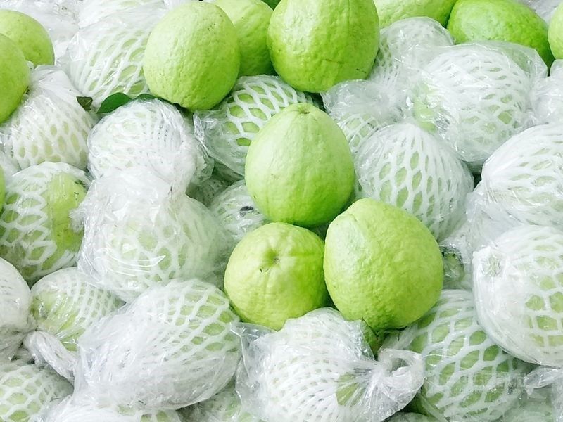 Taiwan guavas greenlighted for US market - Taiwan Today