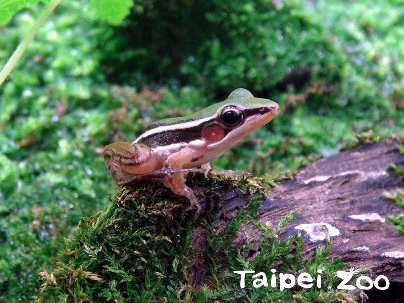 Free frog - Taiwan Today
