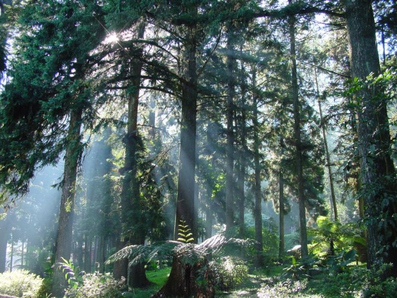 NTU Experimental Forest anchors Taiwan’s woodlands conservation ...